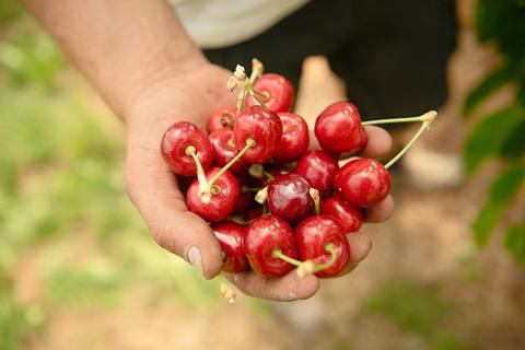 Gut Kirschen essen: Wie die Früchte auch herzhaft schmecken